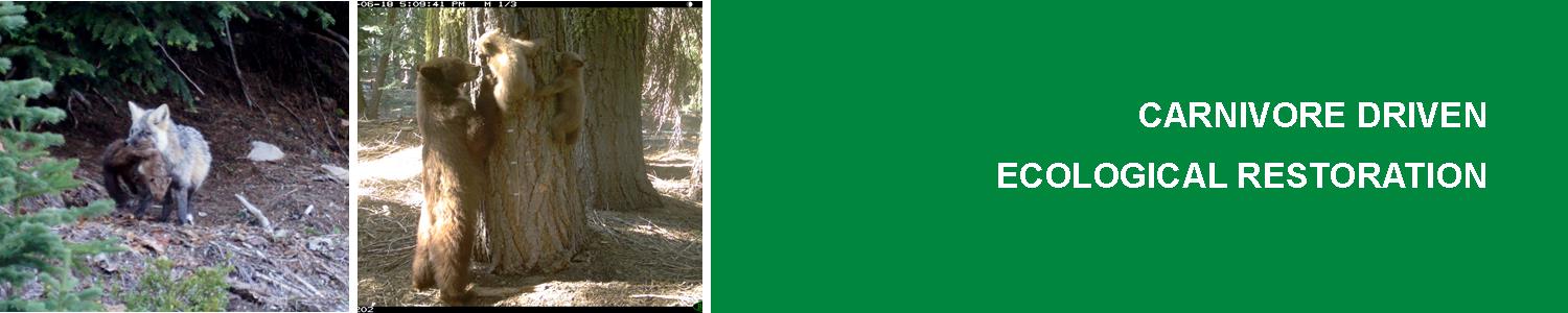 Ecological Consequences of Large Carnivore Repatriations | Pauli Lab