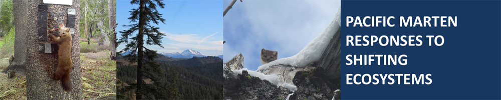 Pacific Marten responses to shifting ecosystems | Pauli Lab