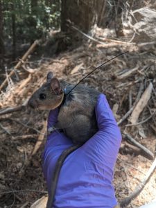 Small Mammals in Changing Forests | Pauli Lab