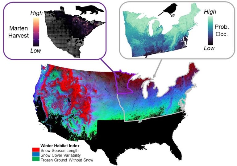 Conserving Biodiversity in a Warming Winter World | Pauli Lab