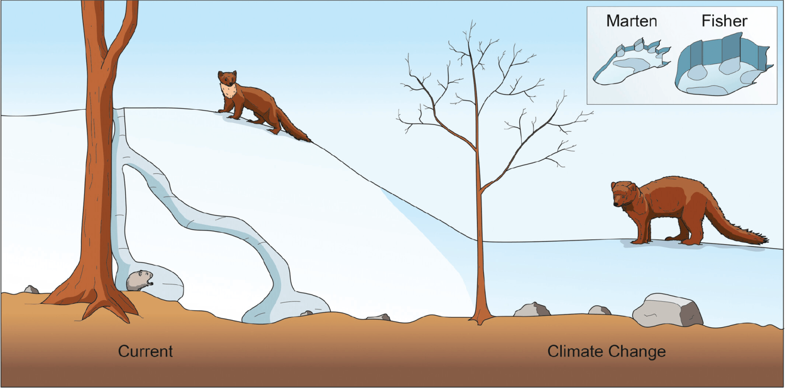 Ecology and Conservation of Mustelids | Pauli Lab
