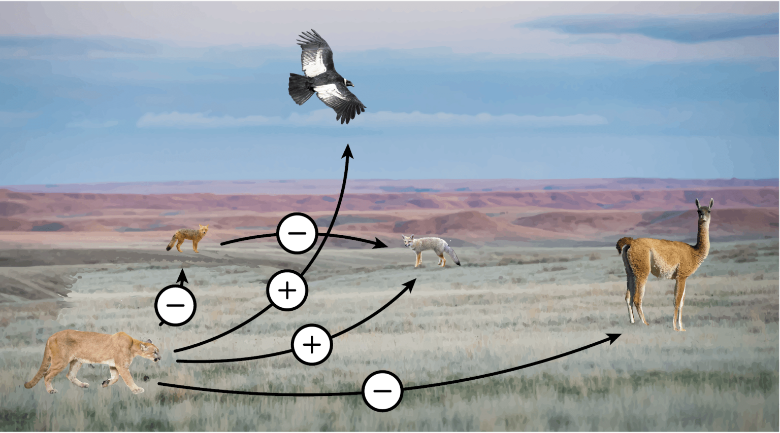 Trophic Food Webs in Southern South America | Pauli Lab